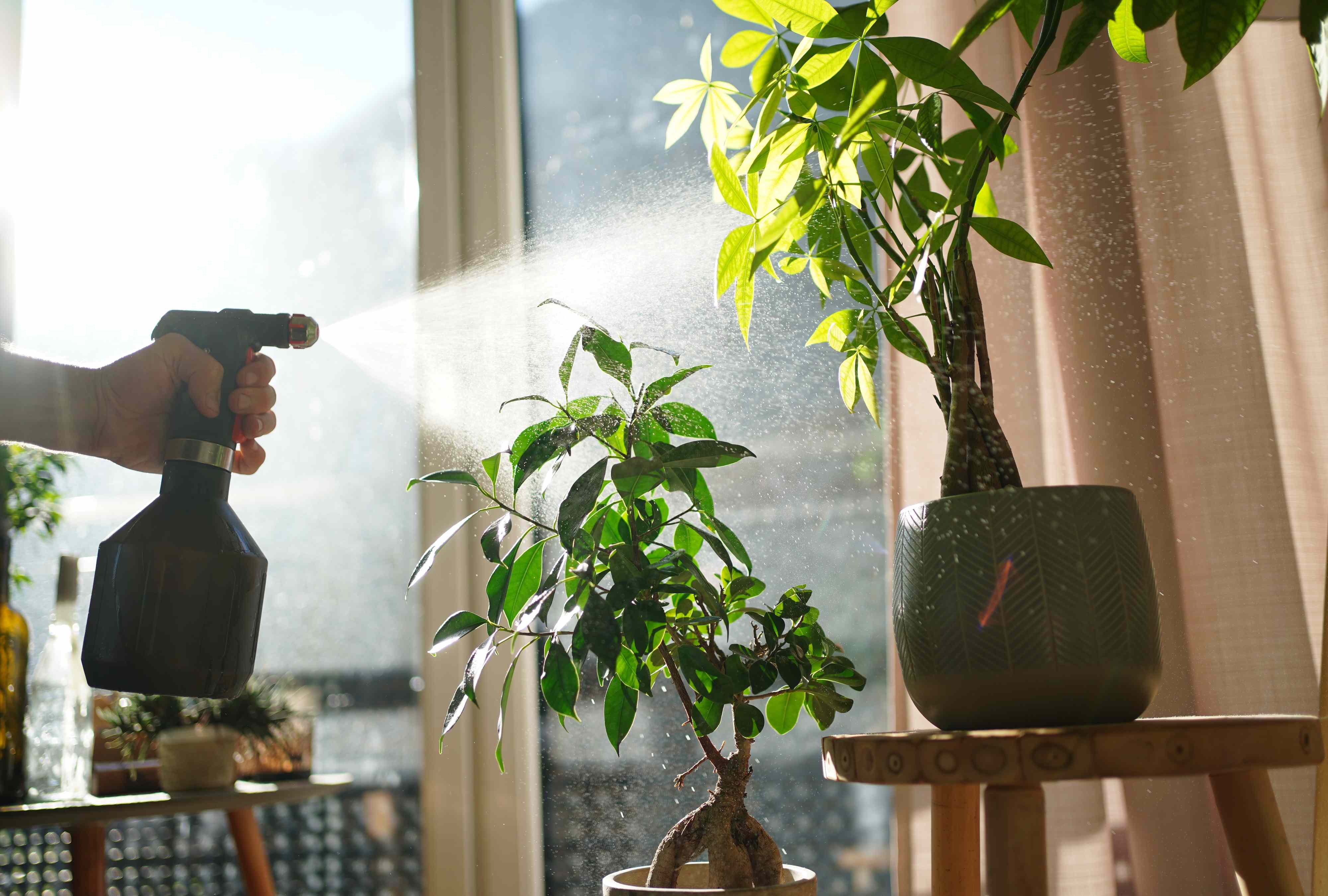 How often you should really water a money tree