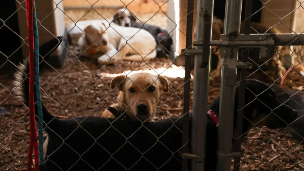 No hay sentencia firme para devolver predio a Refugio Franciscano ...