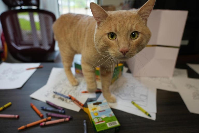 Humane Society holds special graduation for cat who survived coyote attack