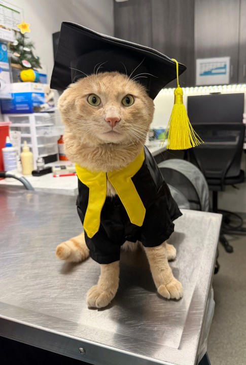 Humane Society holds special graduation for cat who survived coyote attack