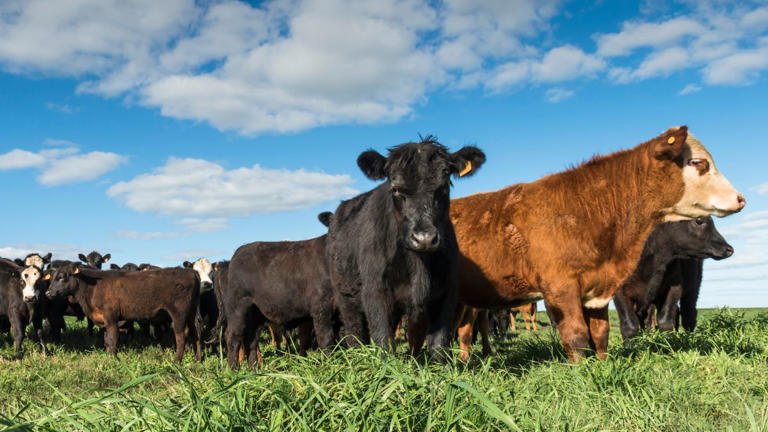 Which country has more cows than people?