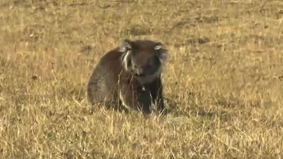 Koala rescued from wildfires in Australia