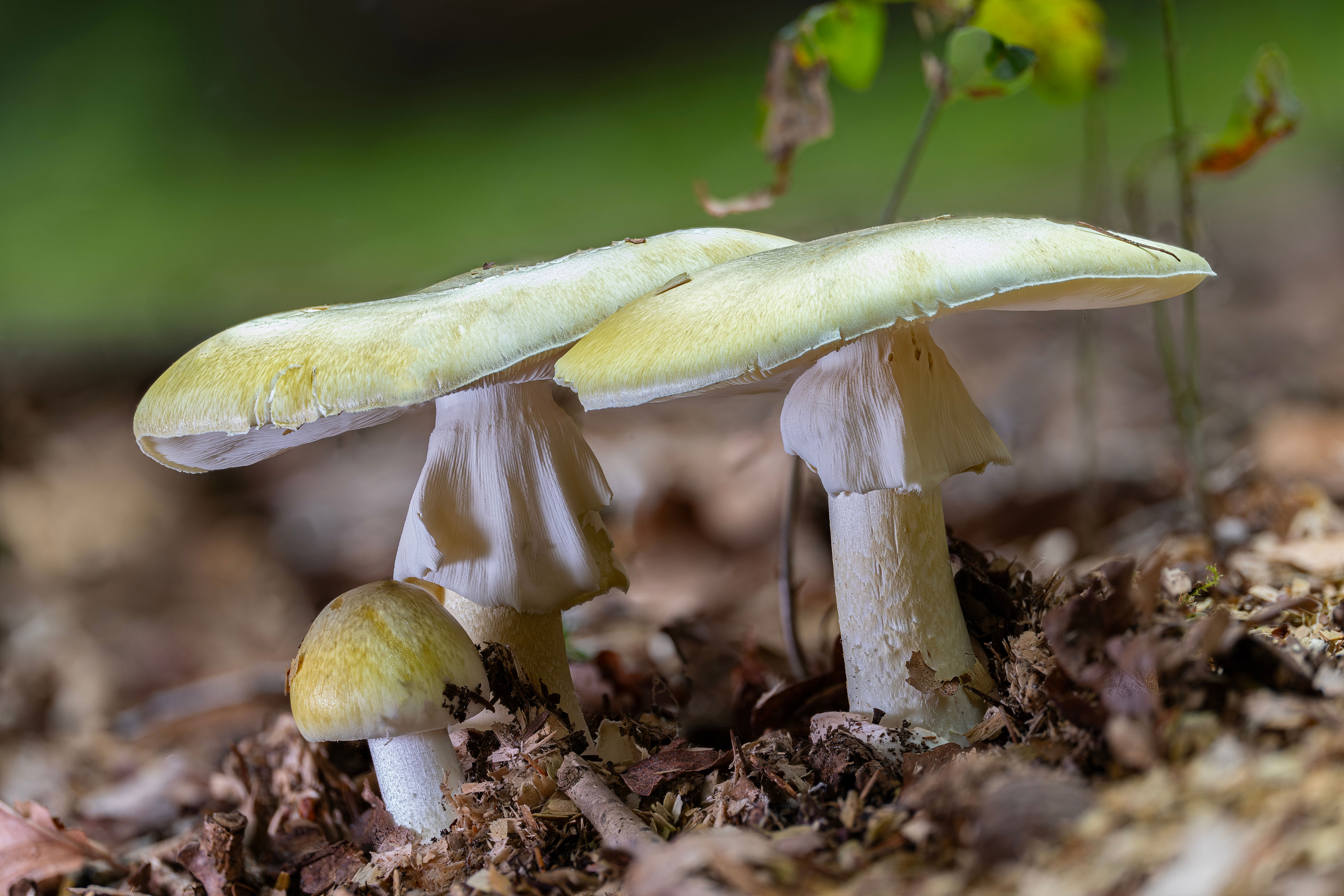 Yet another person dies from eating toxic 'death cap' mushroom in Calif.