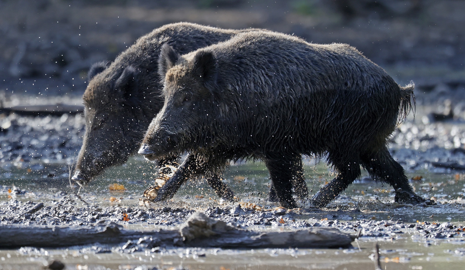 El porcino cumple dos meses de lucha frente a la peste, que deja en el ...