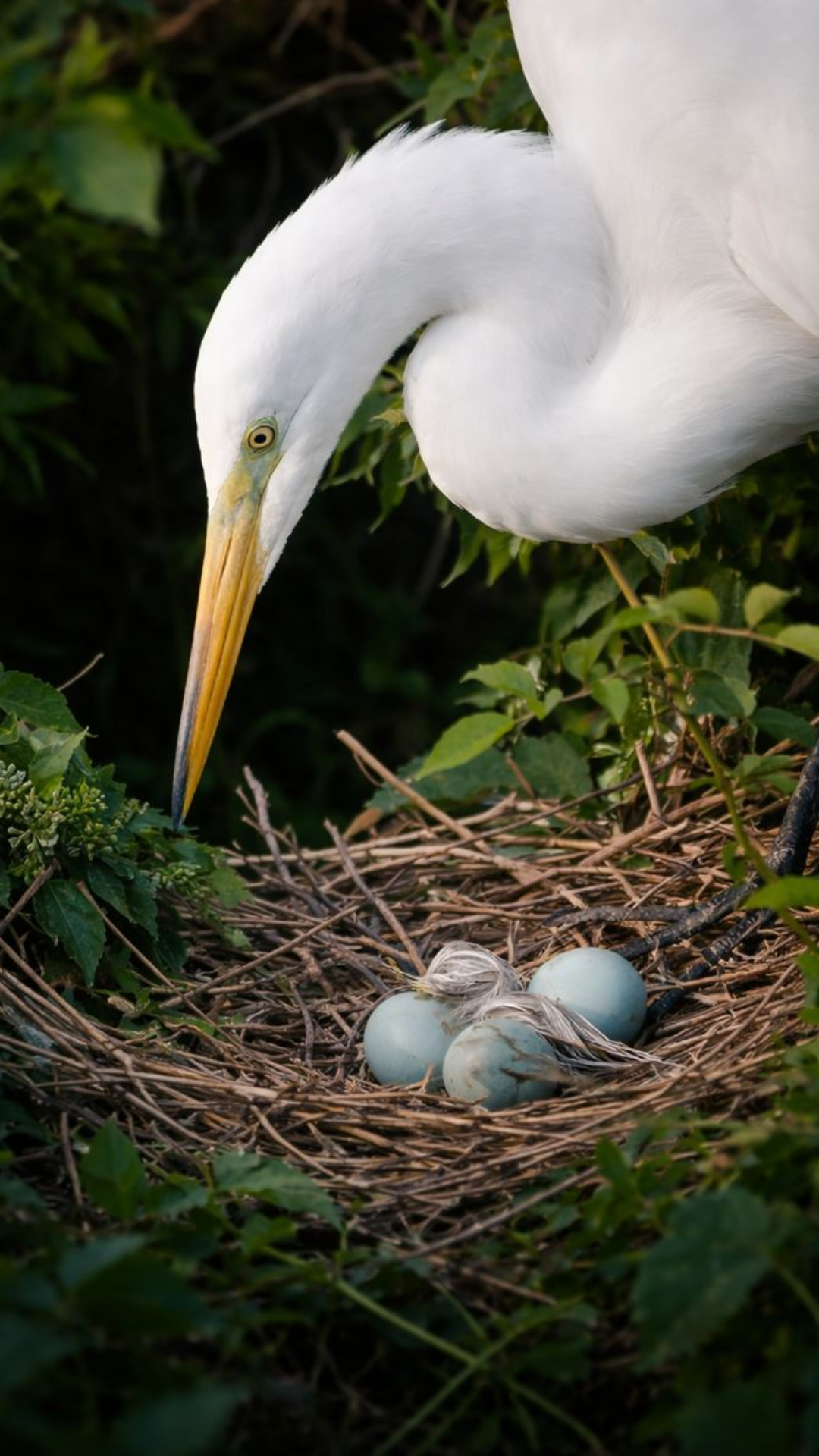 A rare nest moment: Great egret feeding her chicks
