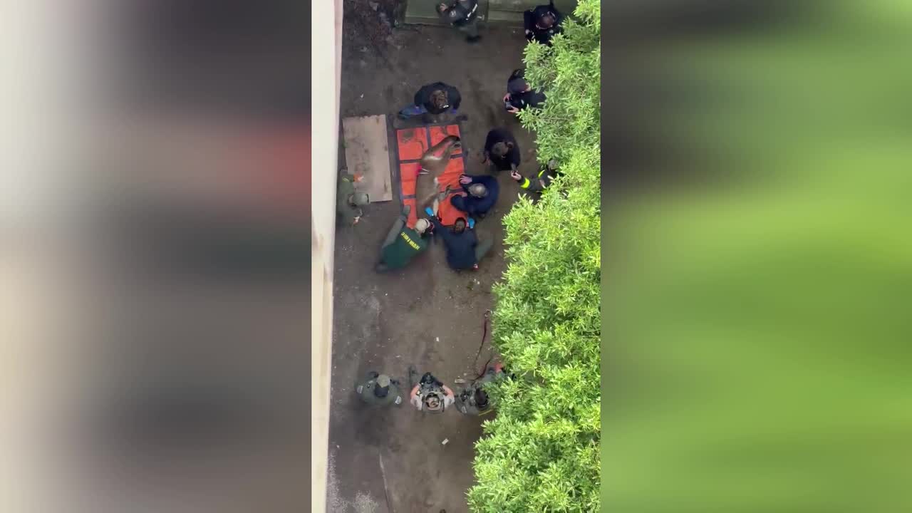 Mountain lion caught in residential area of San Francisco