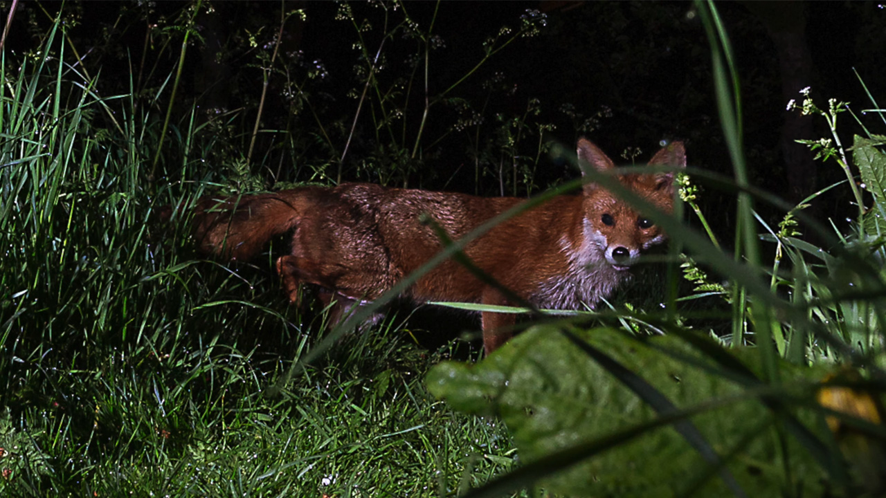 Setting up a DSLR camera trap for wildlife observation