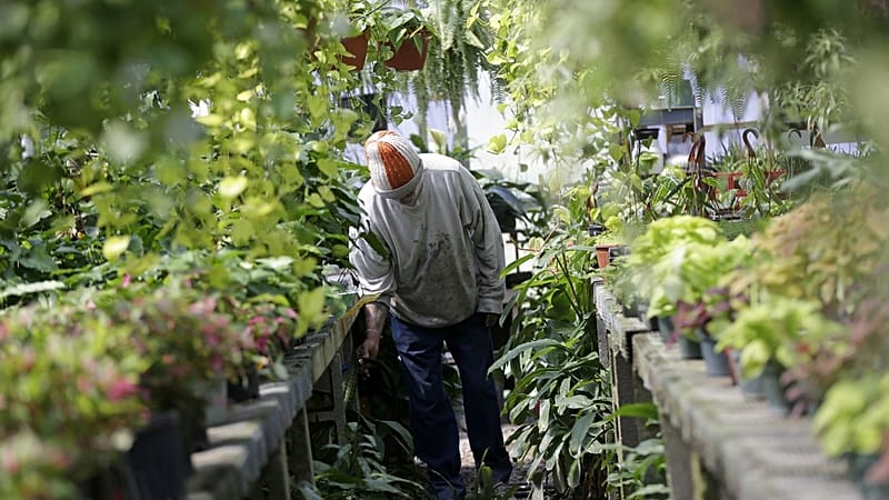 Uma bactéria que provoca um ataque cardíaco nas plantas e destrói ...