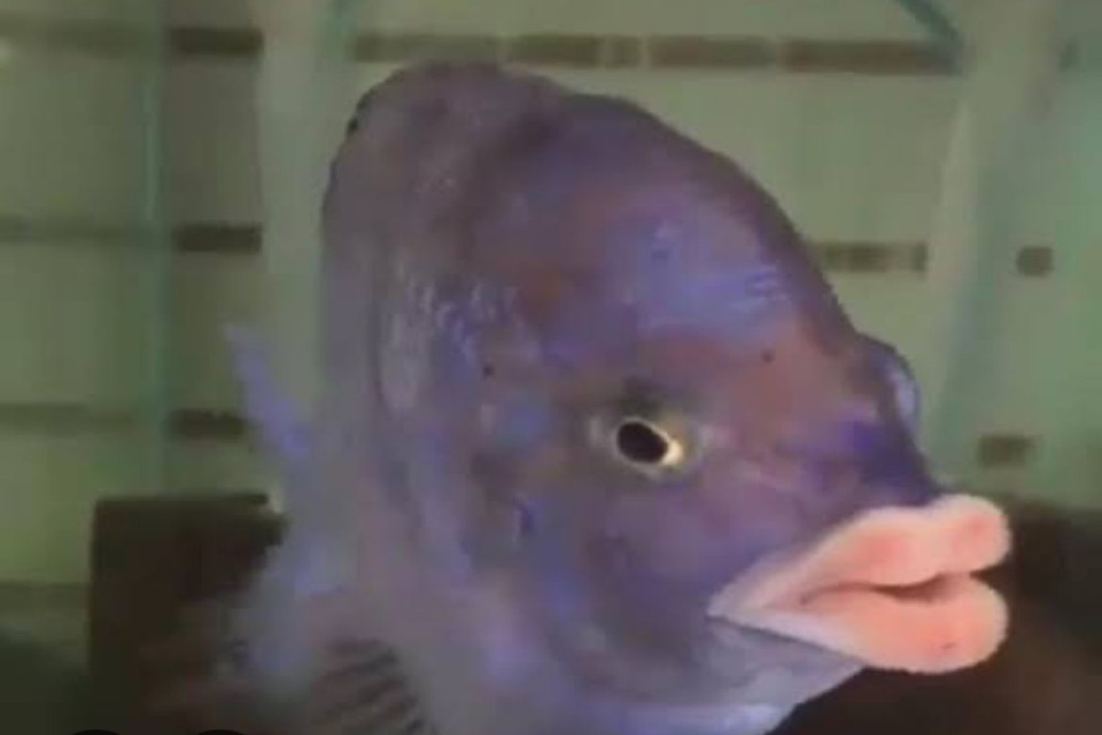 Ikan asal Afrika ini punya bibir tebal seperti manusia