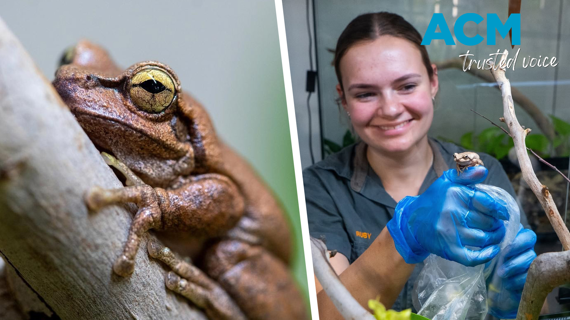 Saving the Littlejohn's tree frog