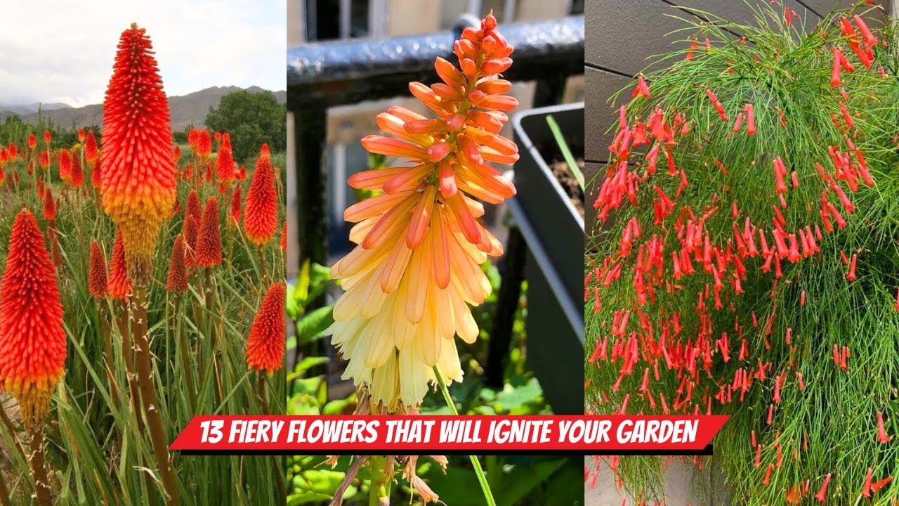 Fiery flower varieties that add color and drama to gardens