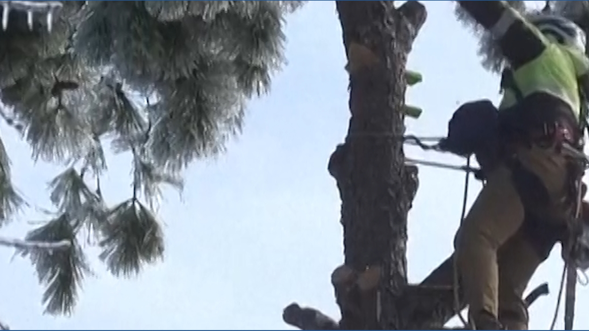 Look up! Arborist climbs 45-foot pine tree damaged by ice storm in ...
