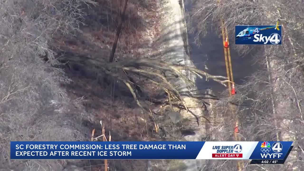 Less tree damage than expected after Upstate ice storm