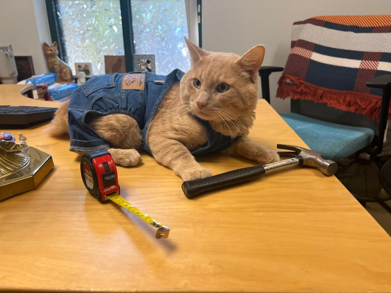 Humane Society holds special graduation for cat who survived coyote attack