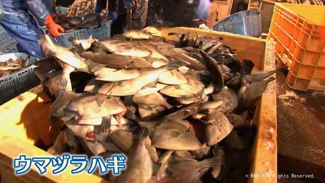 寒波が運んだ海の幸「魚津寒ハギ」大漁 8年ぶりの豊漁に魚津漁港が沸く