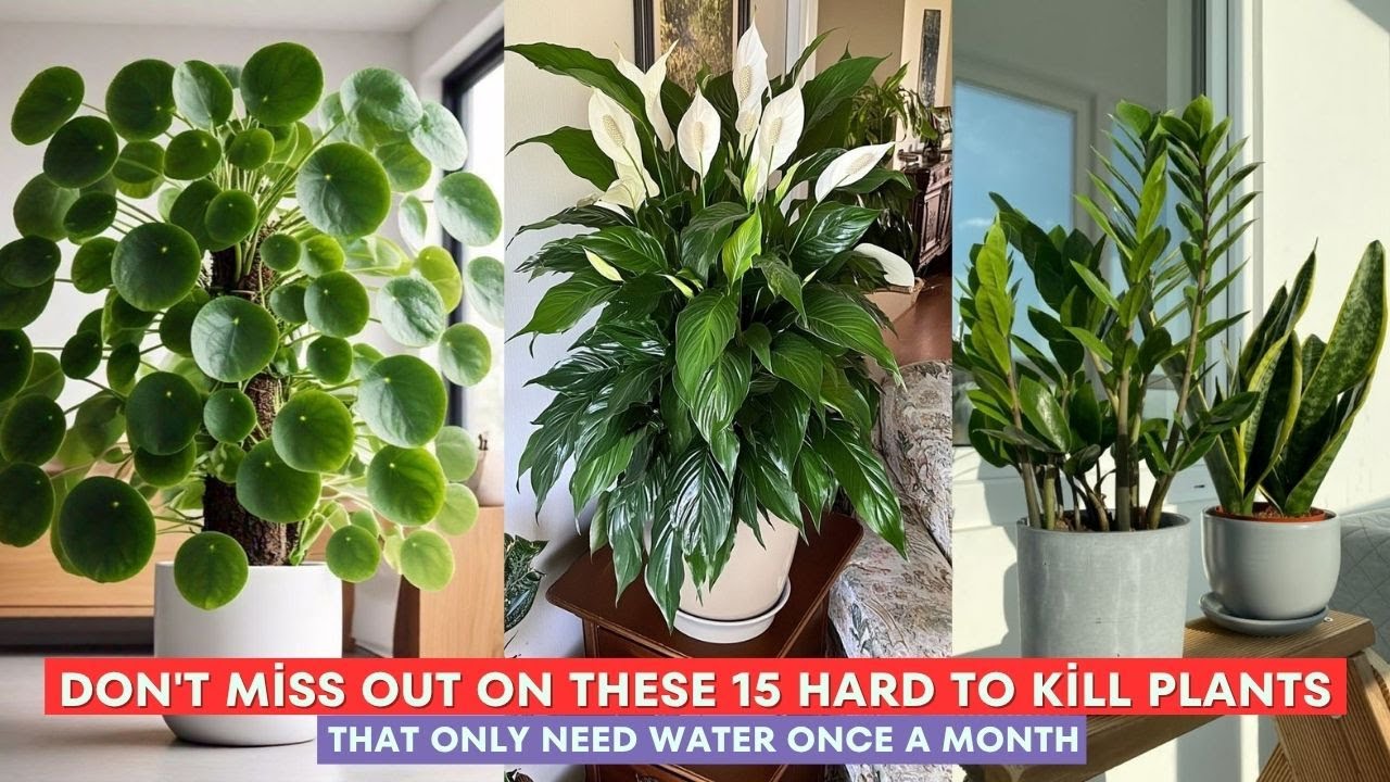 These low-maintenance plants add beauty with zero hassle