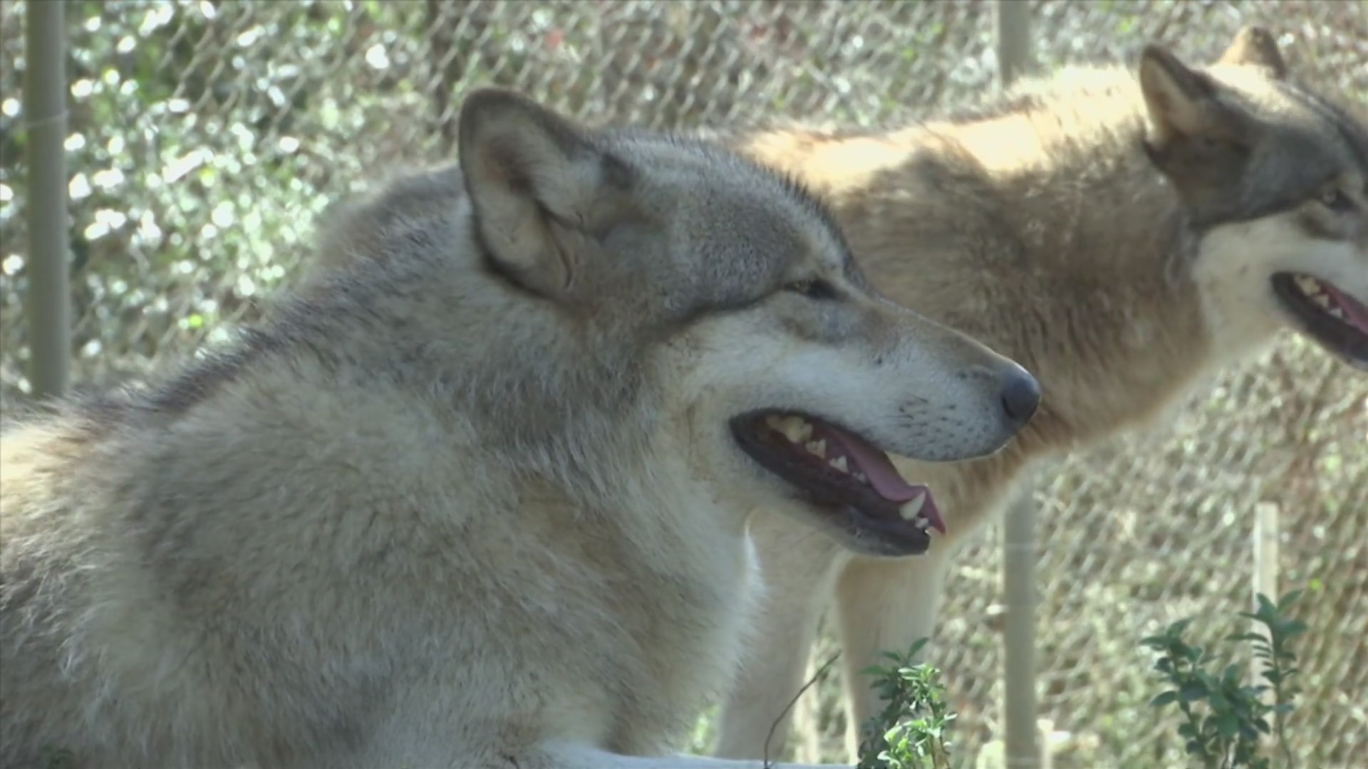 Seacrest Wolf Preserve fights eviction over insurance dispute