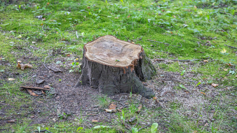 How to use mulch to make tree stump removal even easier