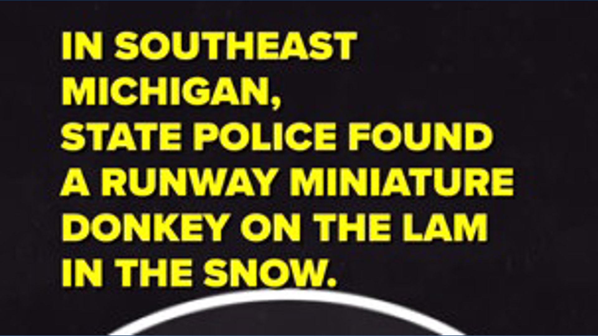 Mini-donkey captured in the snow