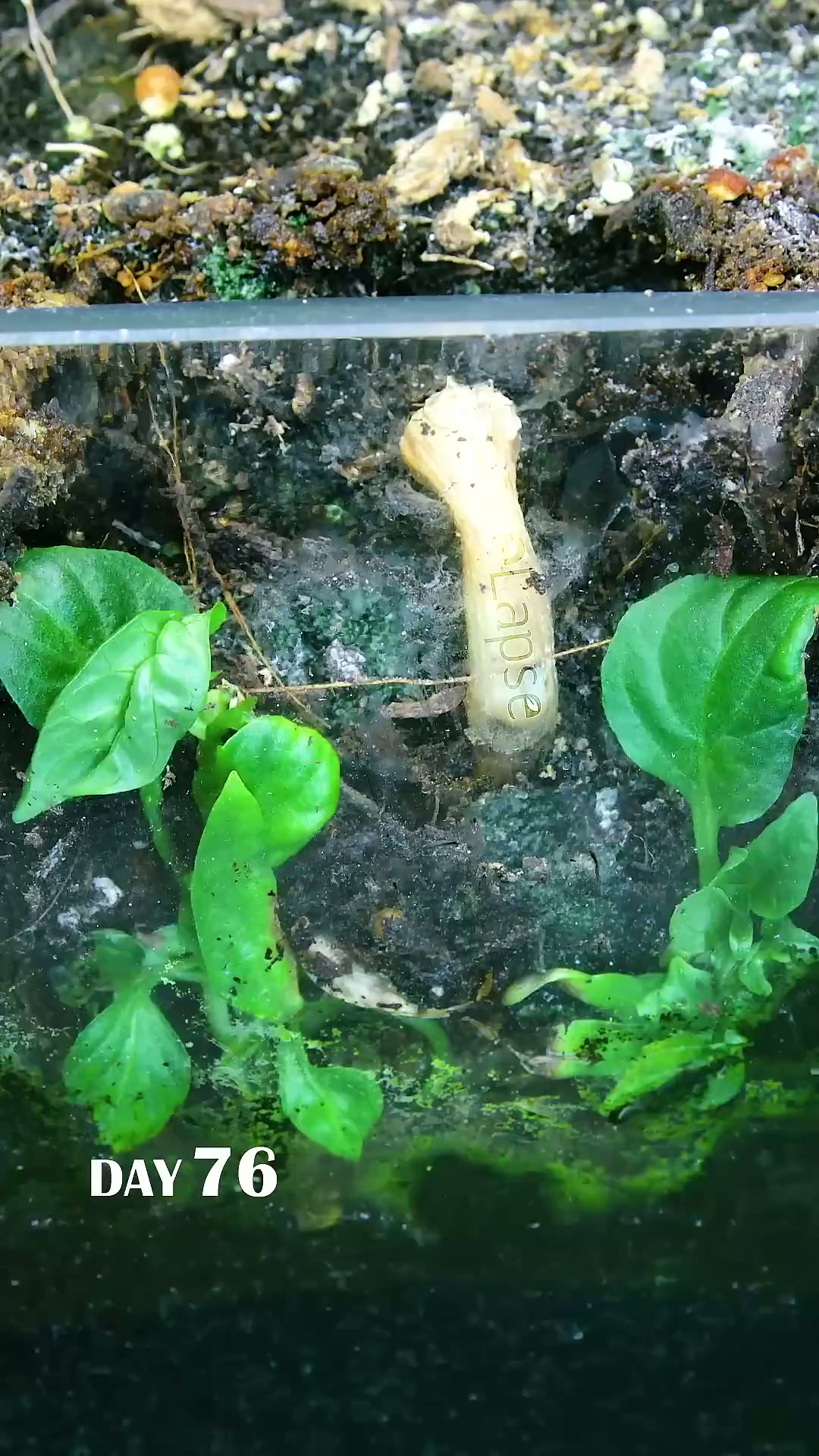Red bell pepper slice to seedlings time lapse