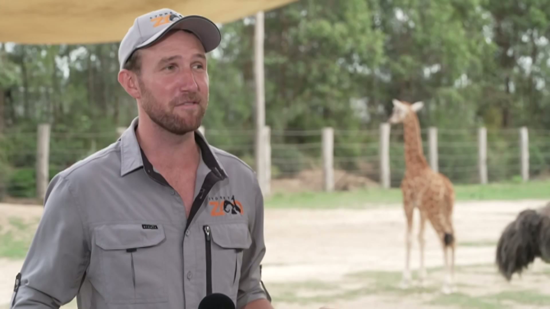 Sydney Zoo shows off newest giraffe resident to visitors