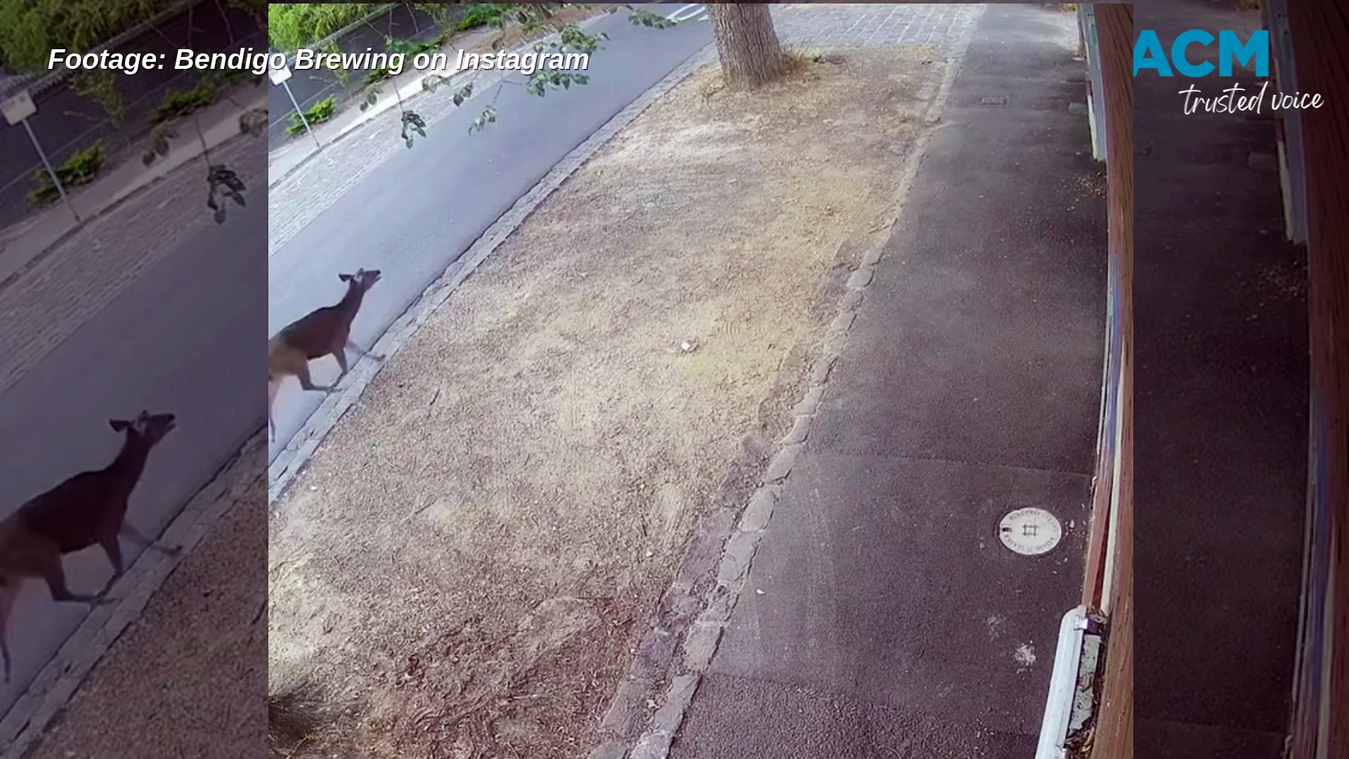 Deer captured on CCTV running through Bendigo