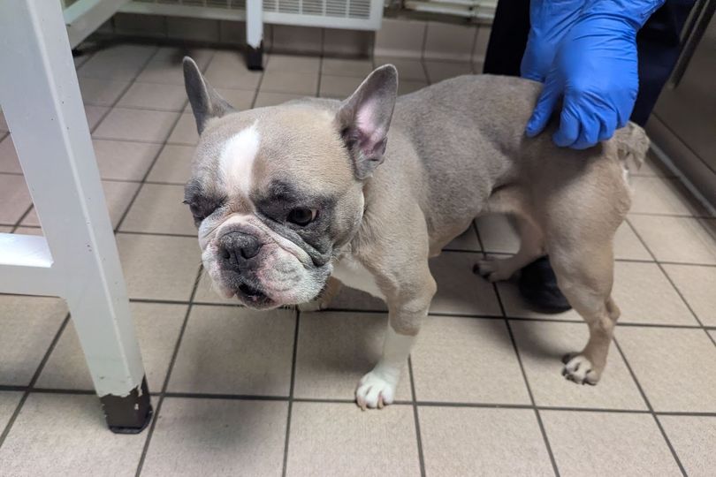 French bulldog found 'dirty and scabby' and covered in fleas