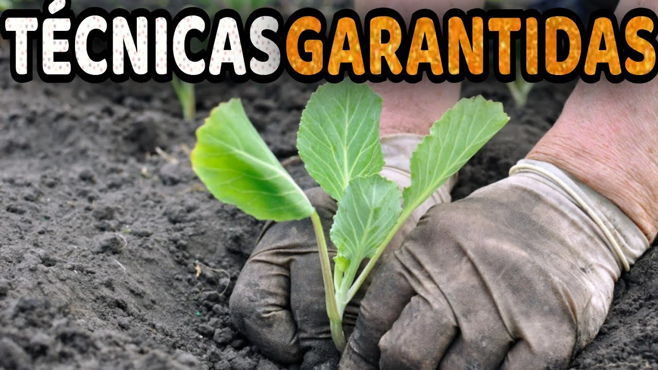 Comprovado! 2 formas eficientes de plantar couve em casa