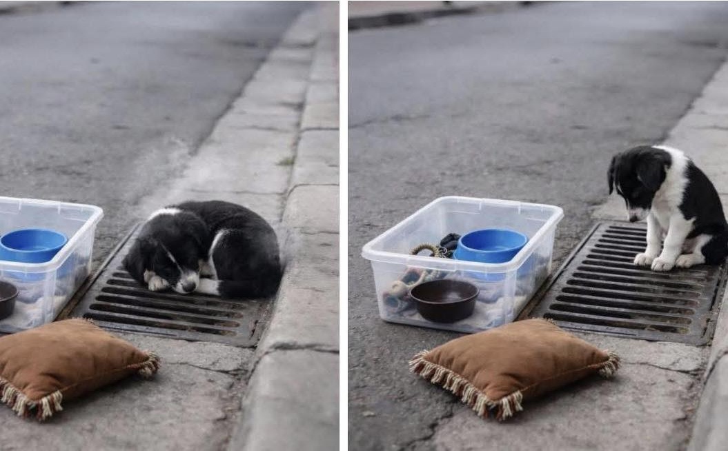 Lasciato sul marciapiede mentre la famiglia partiva: il cane che ...