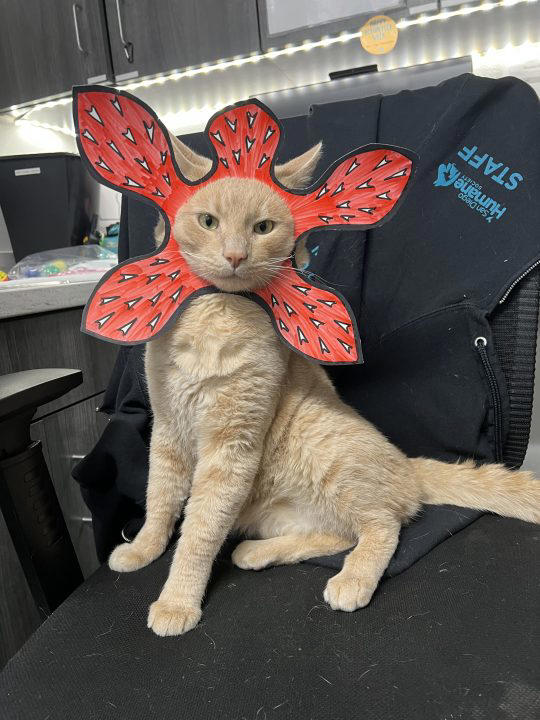 Humane Society holds special graduation for cat who survived coyote attack