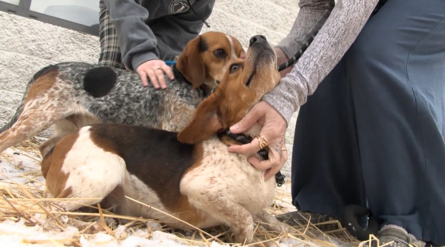 Unicoi Co. animal shelter reminding owners to keep pets warm during ...