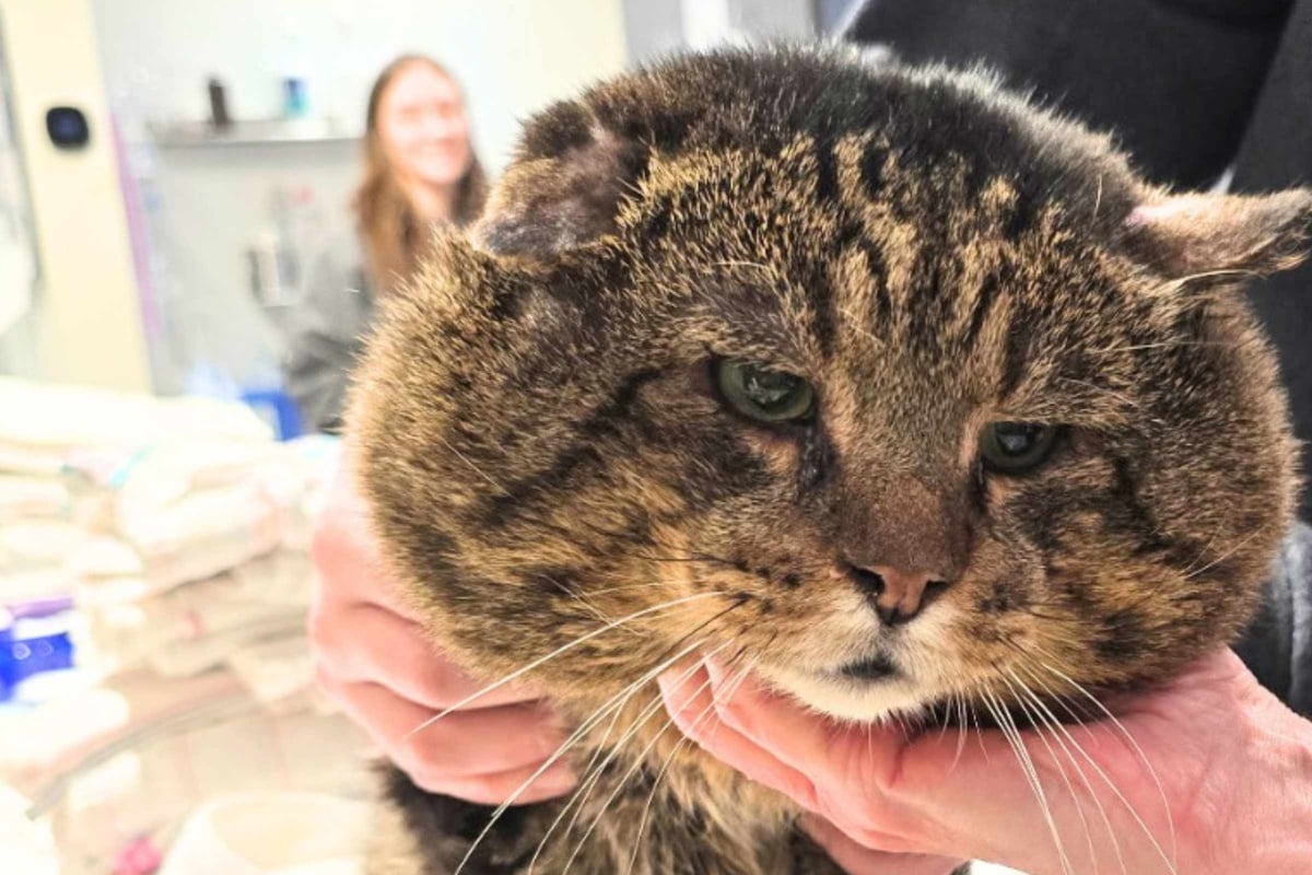 Cat shocks rescuers with his massive cheeks – what's the reason for his ...