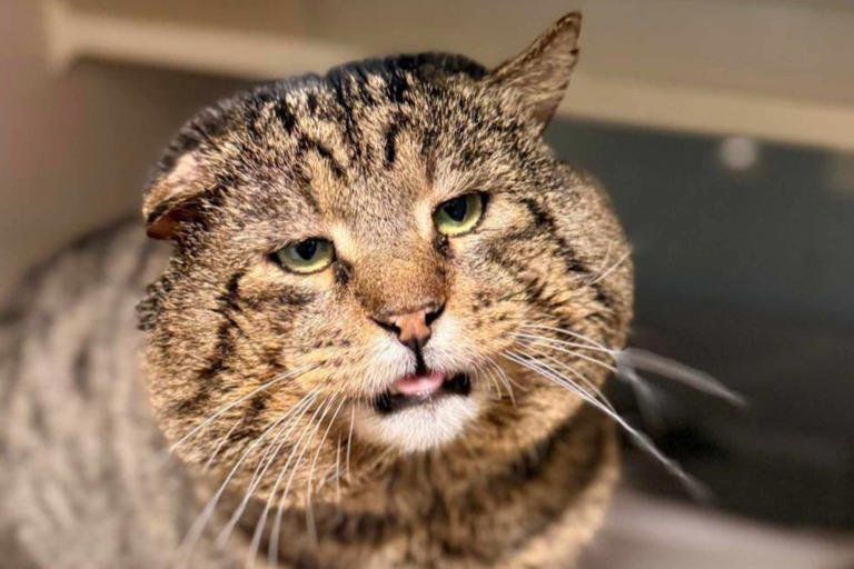 Cat shocks rescuers with his massive cheeks – what's the reason for his ...