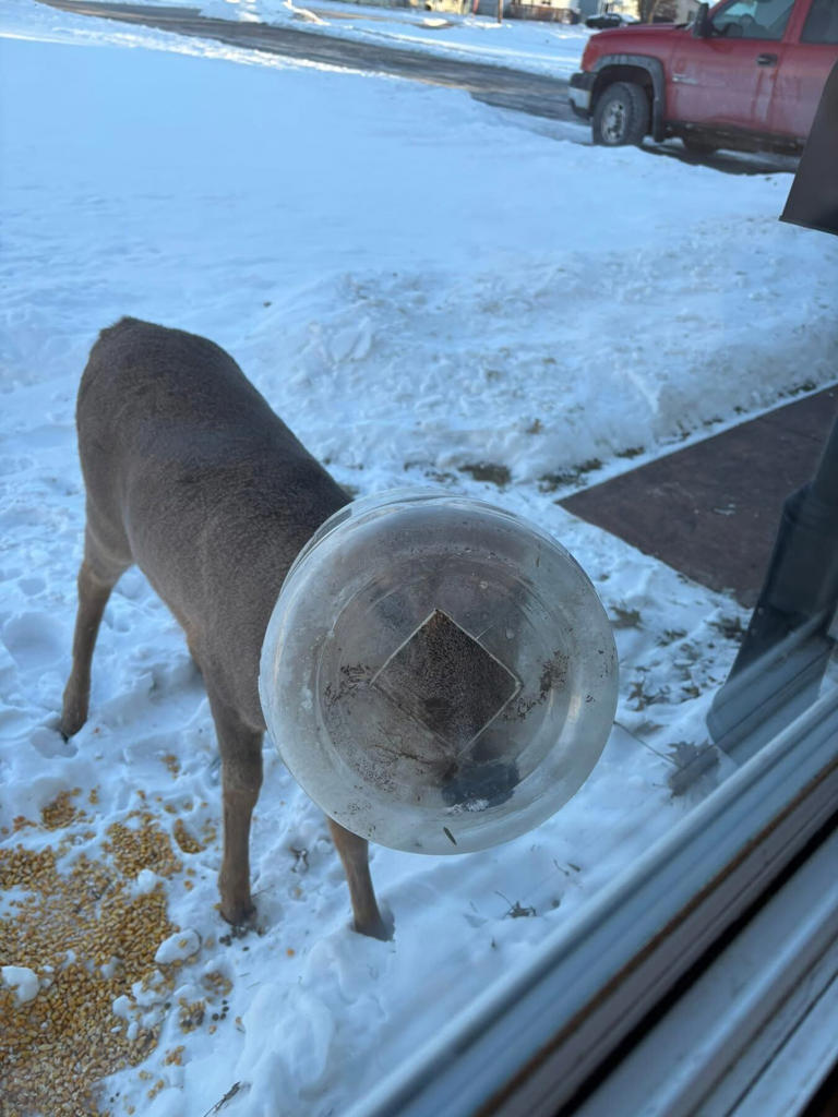 Deer caught in plastic bucket generates concern for Janesville community