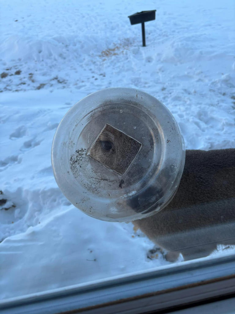 Deer caught in plastic bucket generates concern for Janesville community