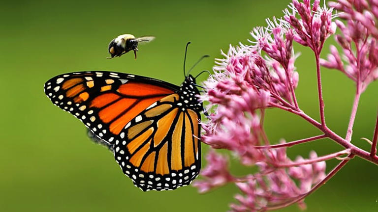 Migration de 3 000 km pour les papillons monarques : survivront-ils ...
