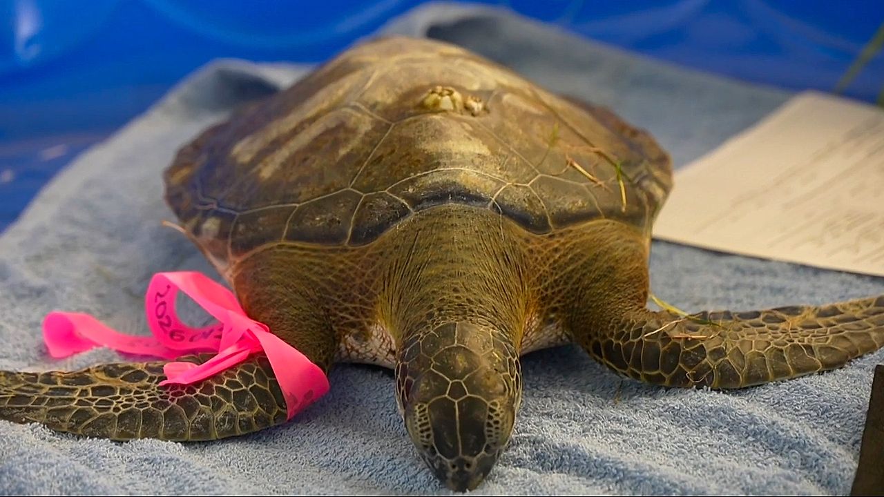 Hundreds of turtles rescued after temperatures plummet in Texas