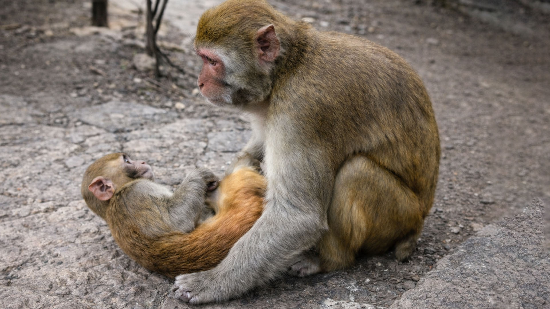 Apenmoeder geniet van speelmoment met jong