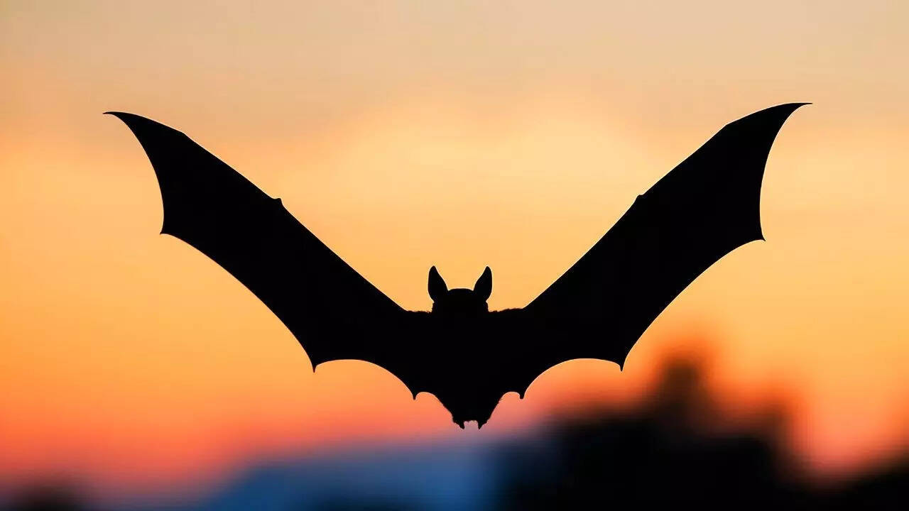 Bats don’t fly blind! A new study reveals how bats navigate so ...