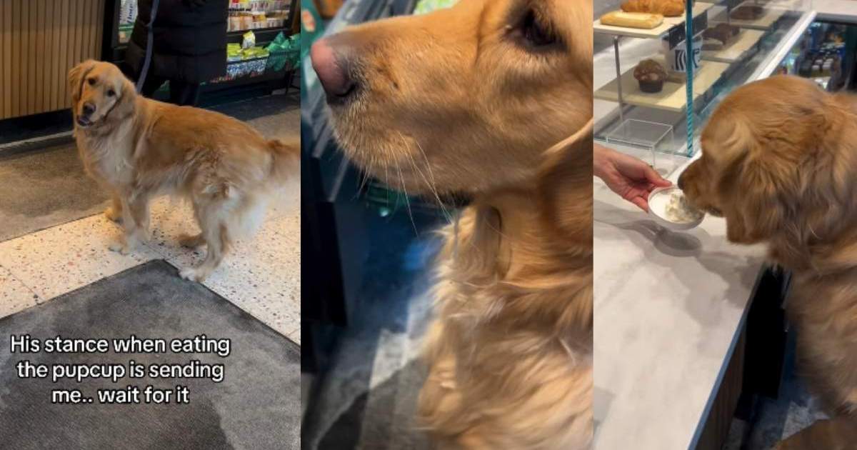 Video: Golden retriever's stance while eating pup cup surprises owner