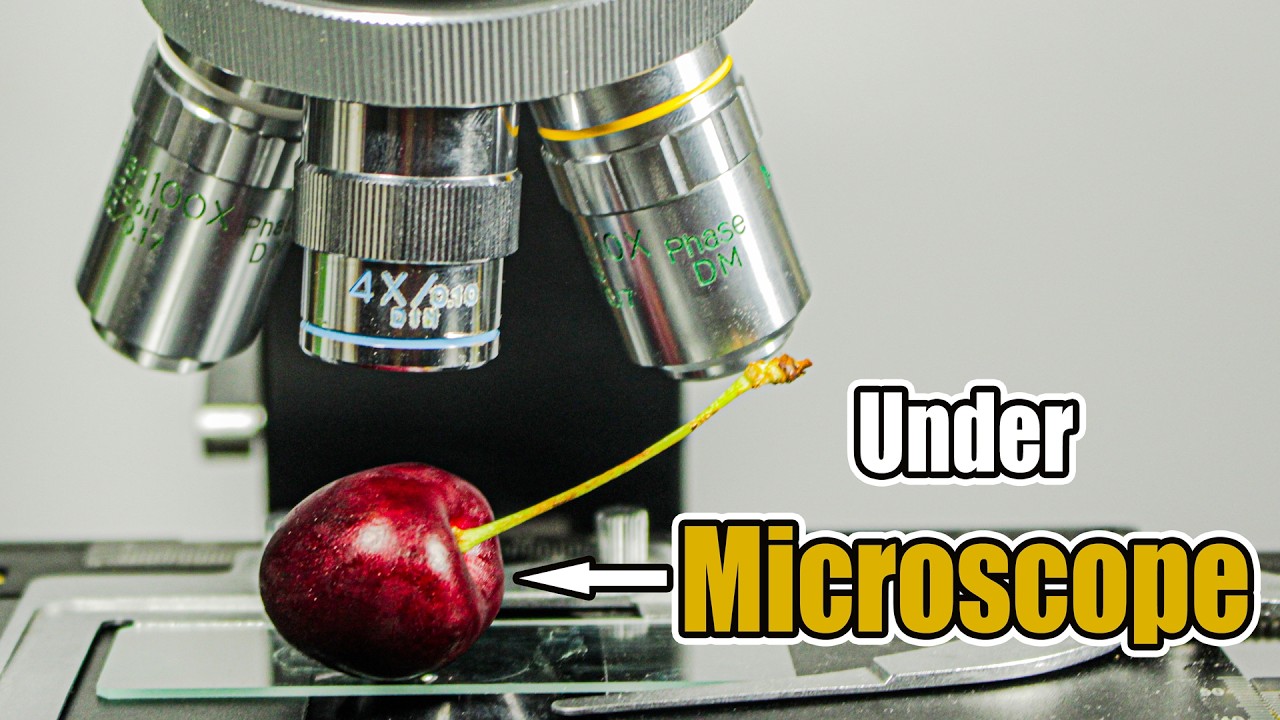 Cherry fruit under microscope