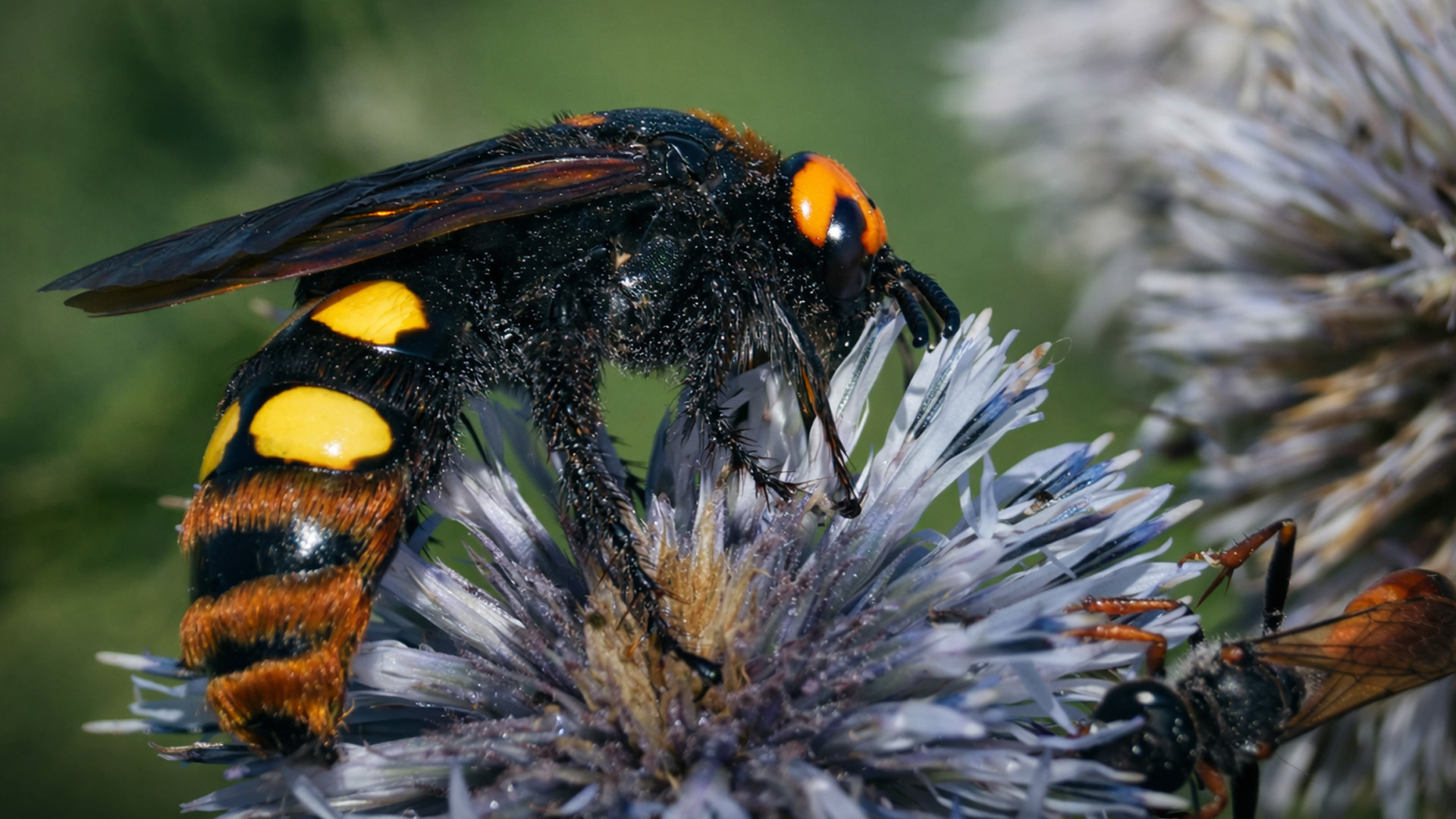 Gros frelon en gros plan en train de butiner une fleur