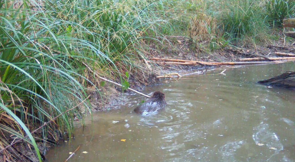 Camera trap footage shows beavers working together to create dam