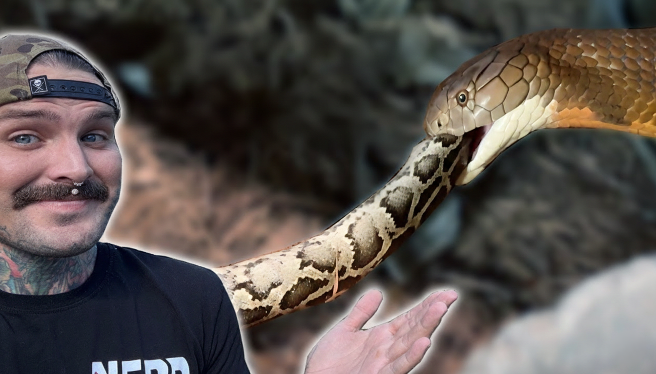 King cobra feeding turns tense - one wrong move could be fatal