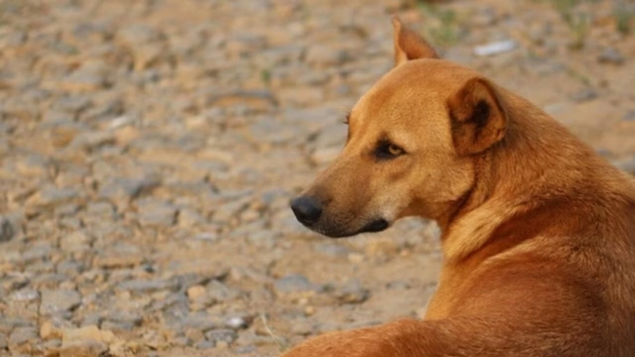Thrissur: Stray dog attack leaves child injured in shocking incident ...