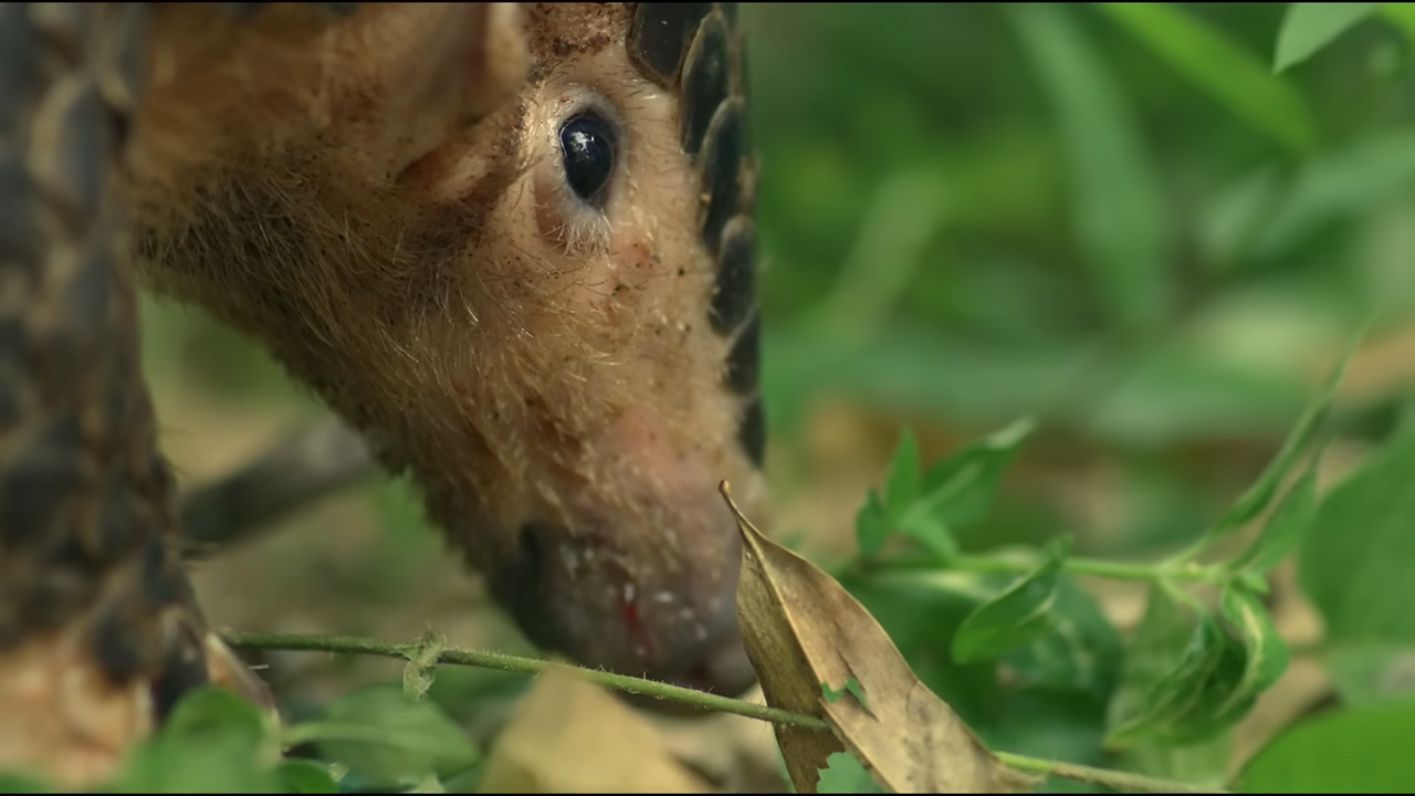 This gentle animal can defeat Africa’s top predators