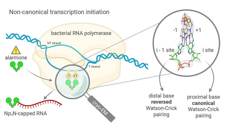 Unusual RNA caps reveal previously unknown mechanism of genetic ...