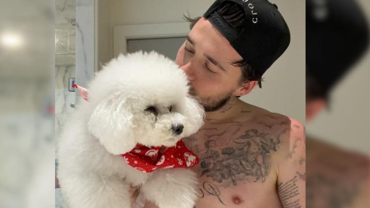 Nicola Peltz and Brooklyn Beckham rescue puppy after LA wildfire appeal