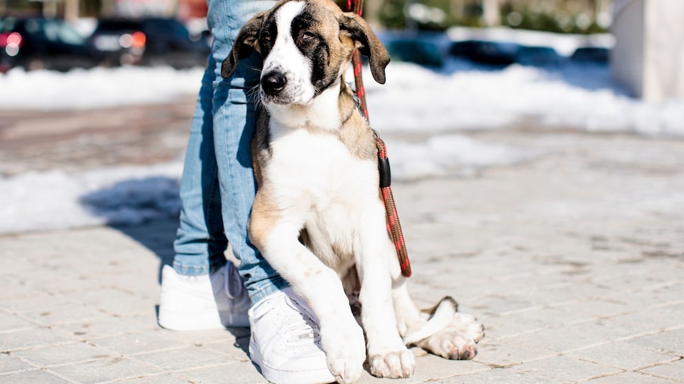 Dominanz oder Vertrauen? Was es bedeutet, wenn der Hund auf Ihrem Fuß sitzt