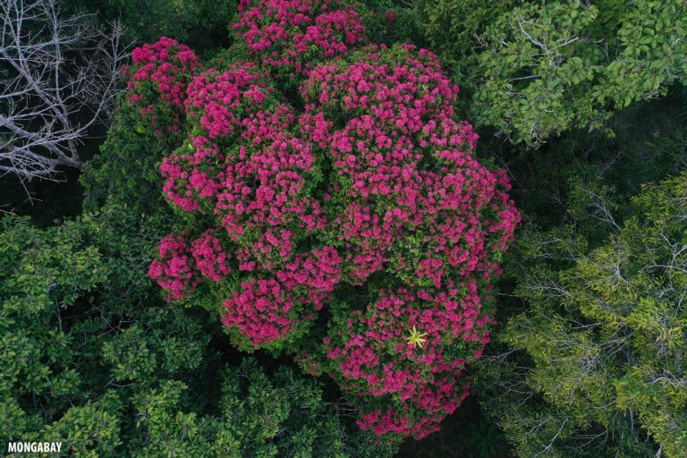Drone-mounted eDNA hints at richness of life in the rainforest canopy